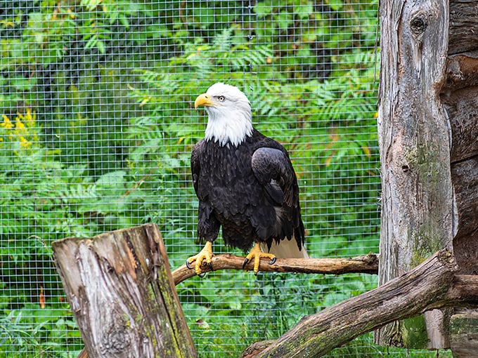 America's symbol of freedom strikes a pose. This bald eagle's majestic presence is enough to make even the most jaded visitor feel patriotic."