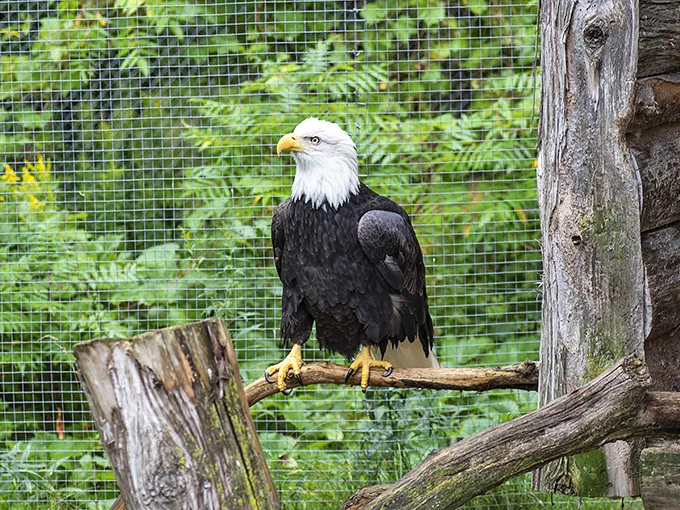 America's symbol of freedom strikes a pose. This bald eagle's majestic presence is enough to make even the most jaded visitor feel patriotic."