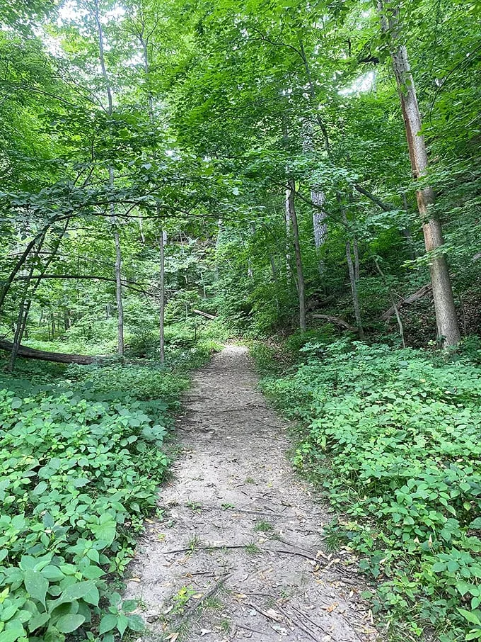 "Where every step is a story waiting to be told." This winding trail through lush greenery promises adventure for hikers of all levels.
