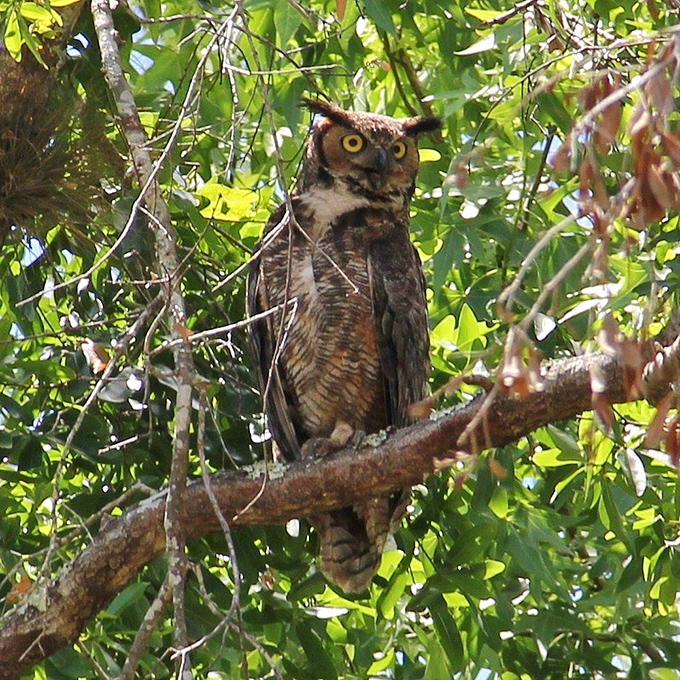 Who? Me? This wise guy seems to be auditioning for the role of nature's own night watchman. Talk about a real head-turner!
