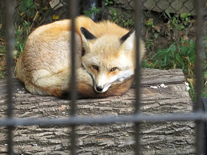 Fantastic Mr. Fox, is that you? This cunning creature looks ready to star in his own Wes Anderson film