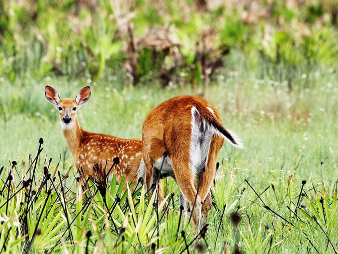 Bambi and friend strike a pose. These deer clearly didn't get the memo about Florida being all beaches and theme parks.