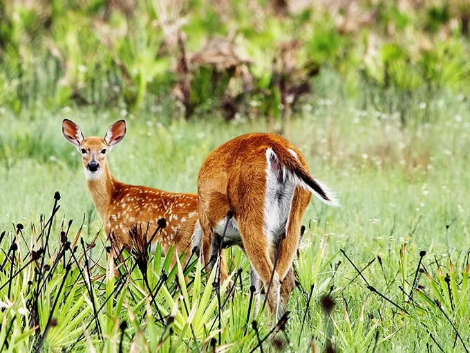 Bambi and friend strike a pose. These deer clearly didn't get the memo about Florida being all beaches and theme parks.