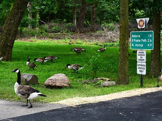 Honk if you love Island Park! These geese have found their slice of paradise, complete with all-you-can-eat grass buffet.