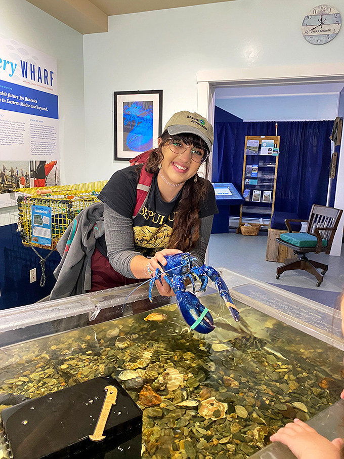At Discovery Wharf, get up close and personal with Maine's marine life. Just don't try to take that blue lobster home as a souvenir!