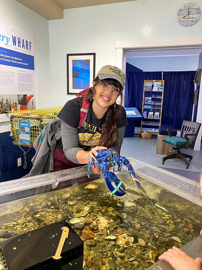 At Discovery Wharf, get up close and personal with Maine's marine life. Just don't try to take that blue lobster home as a souvenir!