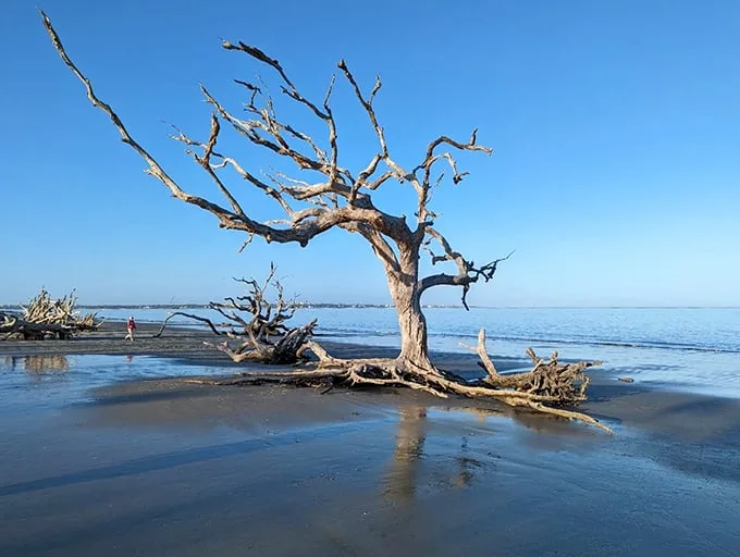 Tree-mendous views! This lone survivor stands tall, offering a perfect perch for contemplating life's mysteries… or just enjoying the breeze. Photo Credit: John C
