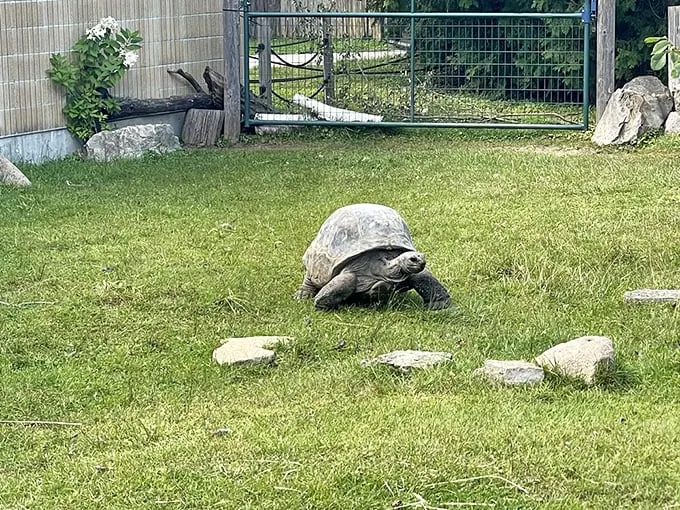 Slow and steady wins the race to your heart. This tortoise is living proof that good things come to those who wait… and wait… and wait.