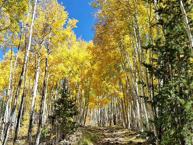 Escudilla Mountain Trail: Stairway to Heaven? More like a switchback to paradise. The view at the top is worth every drop of sweat.