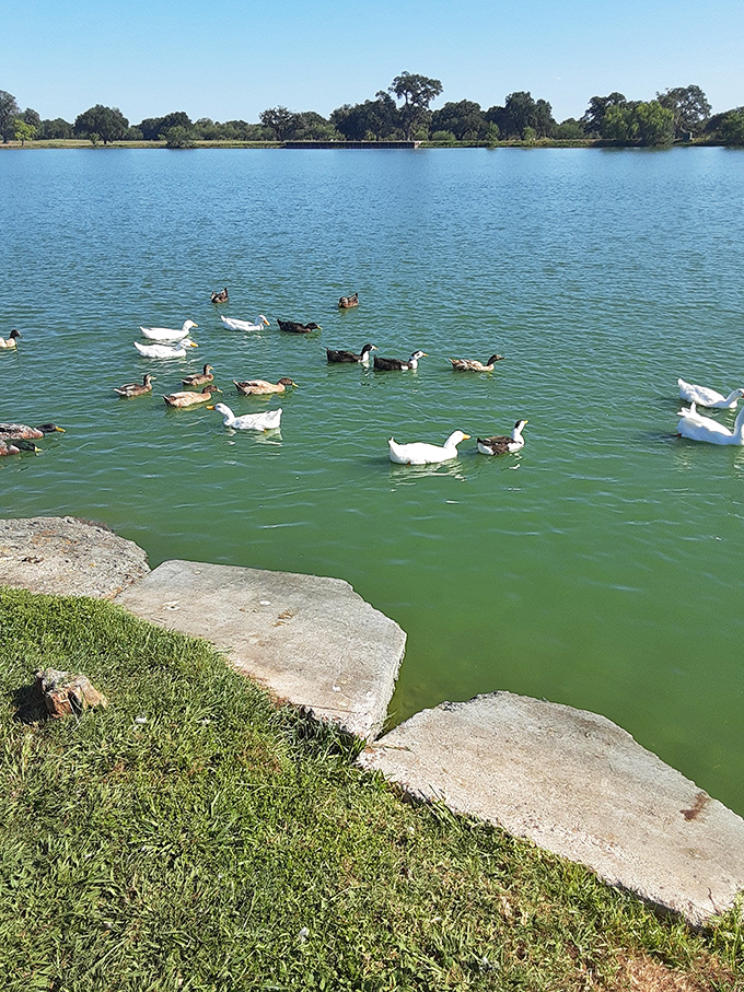 Wildlife: Duck, duck, goose! These feathered friends are living their best life in this serene lake. It's like a real-life rubber ducky party.