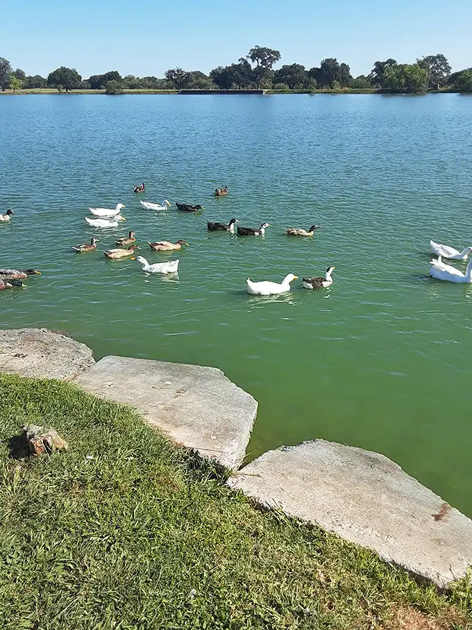 Wildlife: Duck, duck, goose! These feathered friends are living their best life in this serene lake. It's like a real-life rubber ducky party.