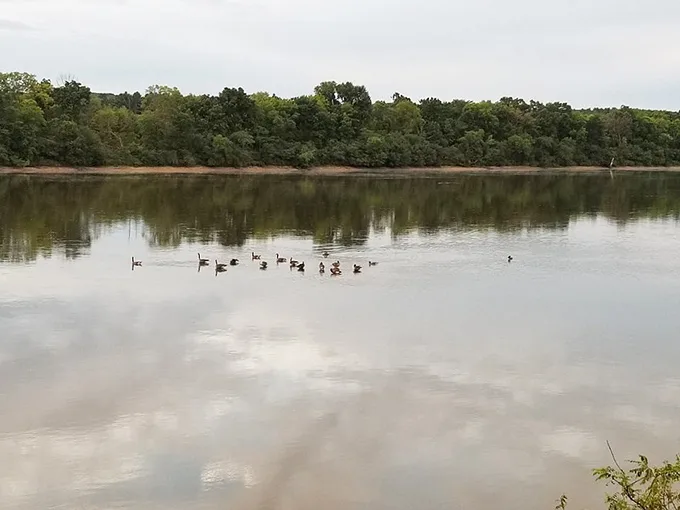A feathered welcoming committee glides by. These ducks are giving guided tours of their liquid kingdom.