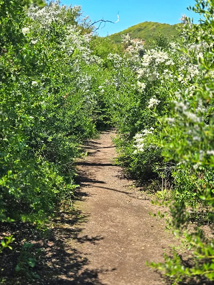 A green explosion that would make the Jolly Green Giant feel right at home. Spring in Malibu: where every day is St. Patrick's Day!