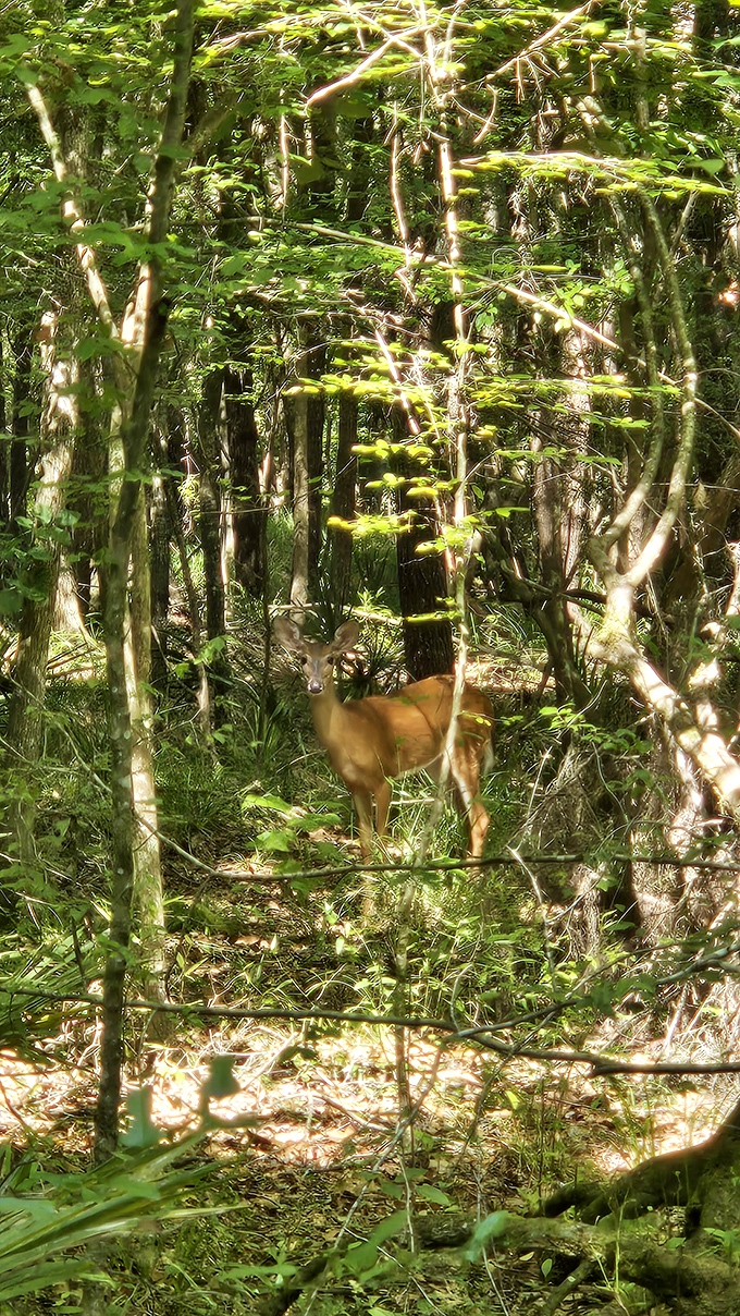 Bambi's cousin is giving us some serious side-eye. Seems like we're the ones on display in this natural zoo!