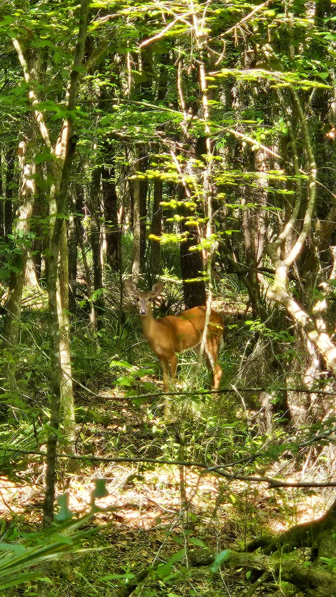 Bambi's cousin is giving us some serious side-eye. Seems like we're the ones on display in this natural zoo!