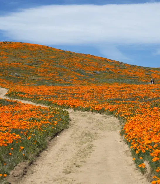 dreamy flower reserve california FTR
