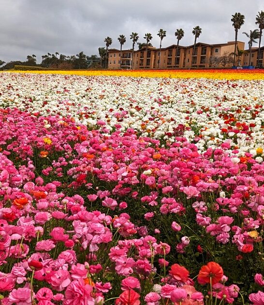 flower field california ftr