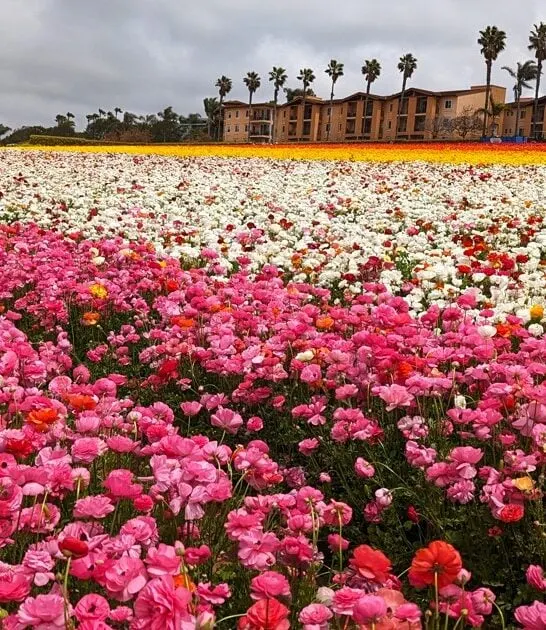 flower field california ftr