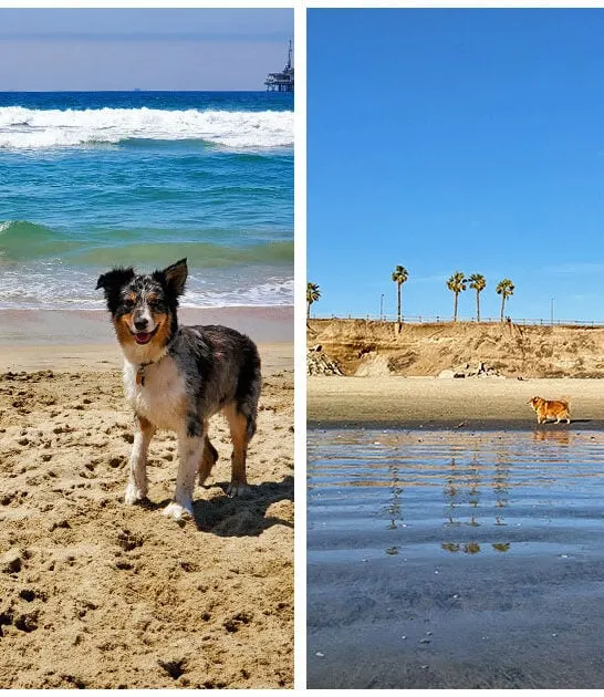 stunning dog beaches california FTR