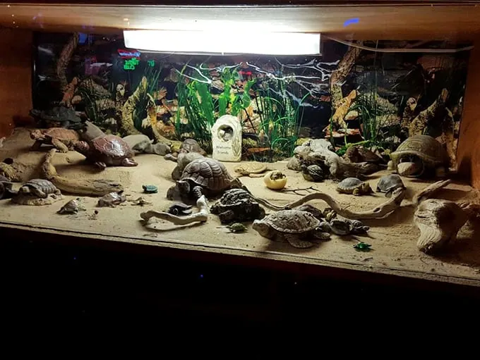 Welcome to Turtle Town! This quirky collection is like a "Where's Waldo?" for reptile enthusiasts. Can you spot the non-turtle intruder?