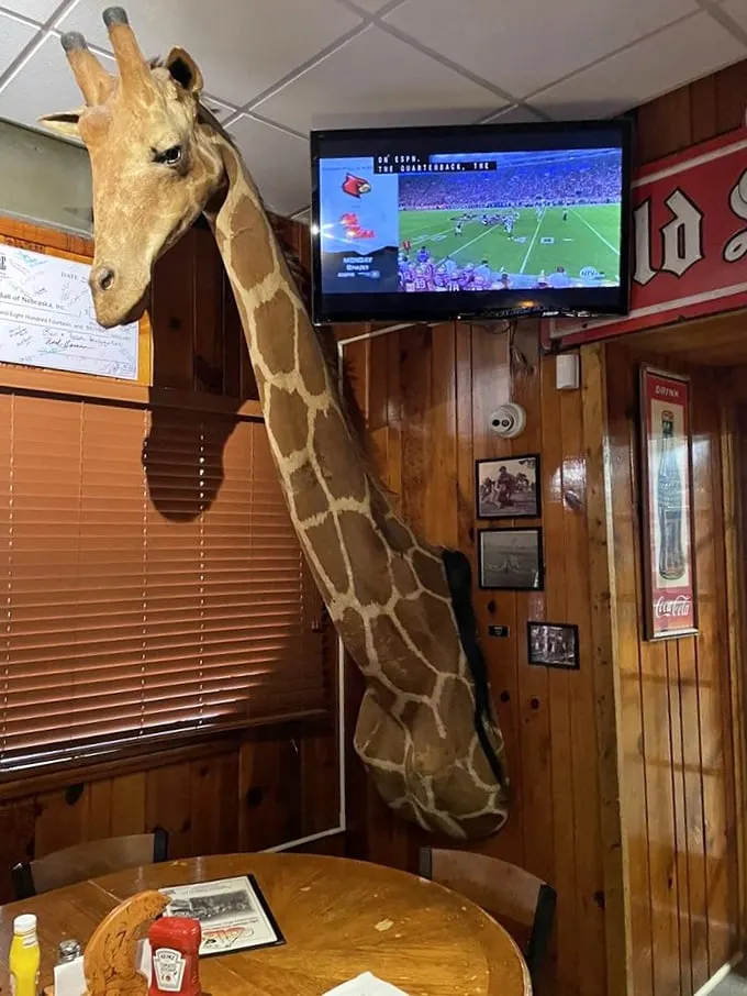 "How's the weather up there?" This giraffe's got the best seat in the house for catching the game and your amazed expressions.