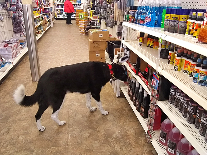 DIY dreams or organized chaos? This aisle's got enough gadgets and gizmos to make MacGyver jealous – all for just a buck each!