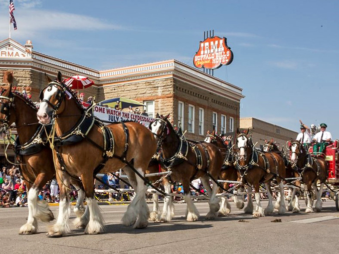 Cody parade: Giddy up! These Clydesdales are strutting their stuff like it's New York Fashion Week, but with more hay.