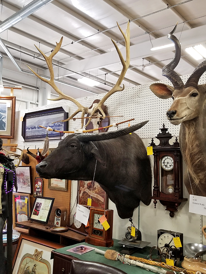 Talk about a head-turning display! These mounted marvels are the strong, silent types – perfect for those who want a pet that doesn't need feeding.