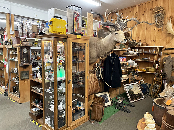 Oh deer, what do we have here? This corner is where the wild things are, complete with antlers and curios galore.
