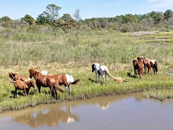 Wild horses roam free at nearby Assateague, nature's reminder that the best neighbors sometimes have four legs and don't complain about your lawn.