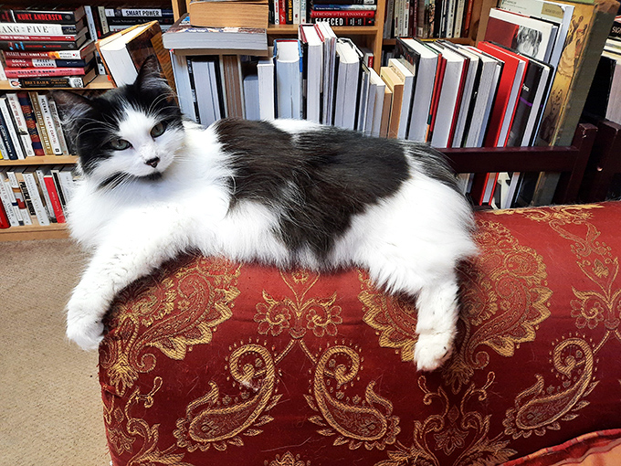 Meet the real boss of The Book Barn. This feline librarian takes payment in chin scratches and ensures all mice steer clear of the precious pages.