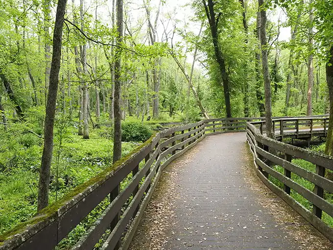 Nature's boardwalk invites you into a verdant wonderland where cypress trees stand like ancient guardians watching over their watery domain.