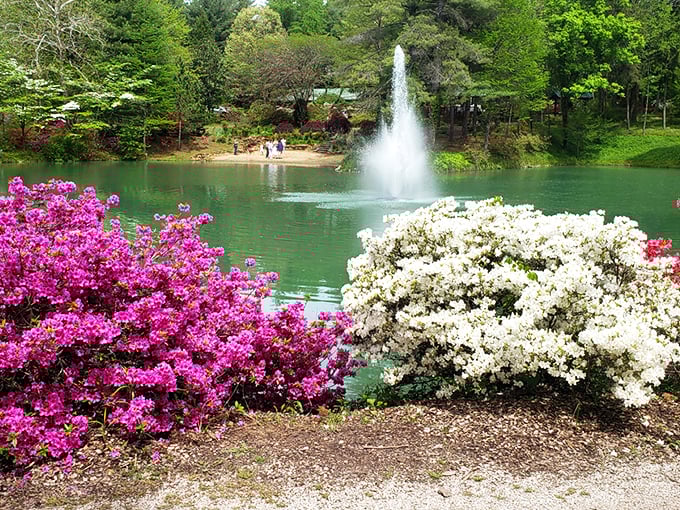 Nature's perfect stage: vibrant pink azaleas frame a tranquil pond where a fountain reaches skyward, as if trying to touch the clouds above.