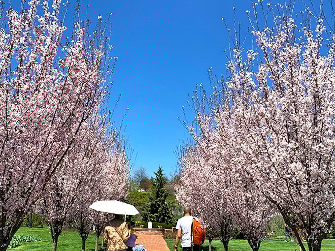 Cherry blossom season transforms ordinary pathways into magical portals. Nature's version of the red carpet, minus the awkward celebrity interviews.