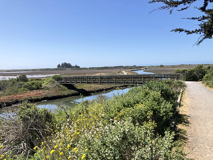 The Birdwalk Coastal Access Trail offers California's version of a perfect day—wildflowers, wetlands, and not a single email notification in sight.