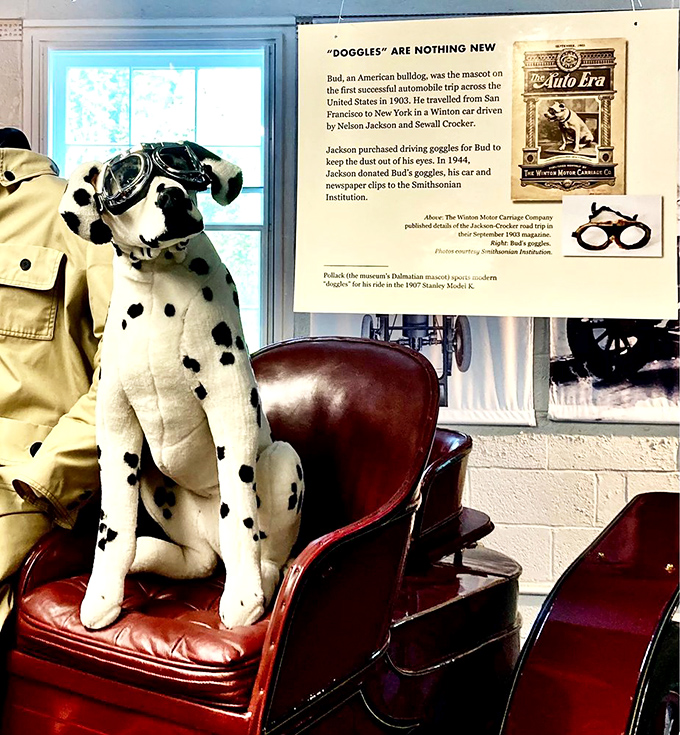 Meet the original "cool dog"—a display explaining how Bud the bulldog became America's first cross-country canine celebrity, complete with his own driving goggles.