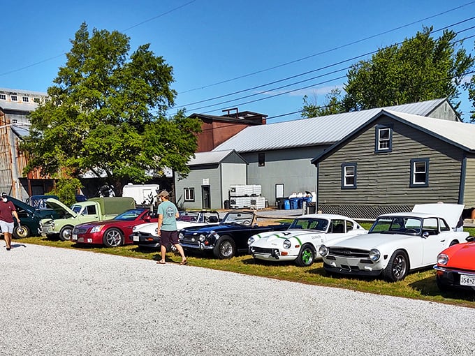 British sports cars line up like old friends at a reunion, each with stories to tell of winding roads and racing glory.