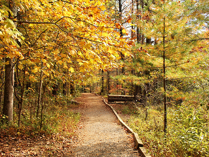 Fall transforms ordinary forest paths into golden tunnels so magnificent, even committed indoor people find themselves mysteriously drawn into "just a quick walk."