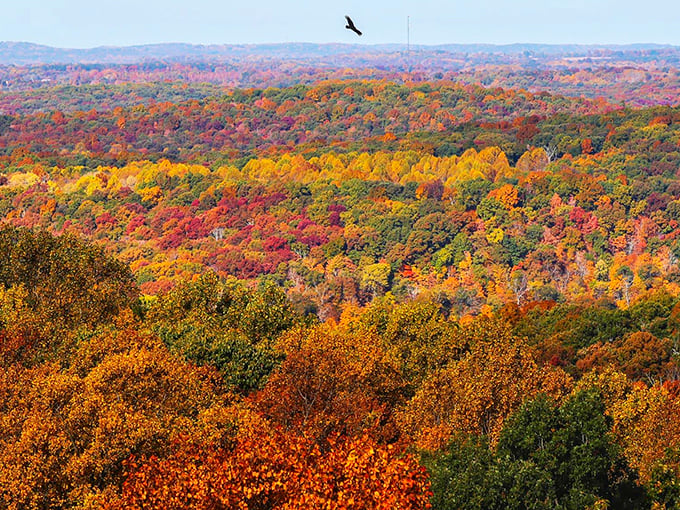 Fall foliage transforms southern Indiana's hills into a patchwork quilt of crimson and gold, making Corydon's autumn views worth every mile of the drive.