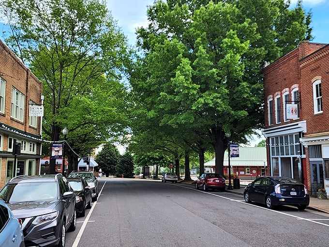 Tree-lined streets with diagonal parking—the hallmark of a town that values both beauty and practicality. Those mature trees have witnessed generations of Culpeper stories.