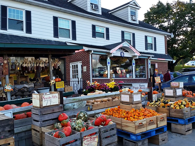 Fall at Baugher's means pumpkins and produce displayed like nature's artwork. This isn't shopping—it's a harvest celebration that happens to involve commerce.