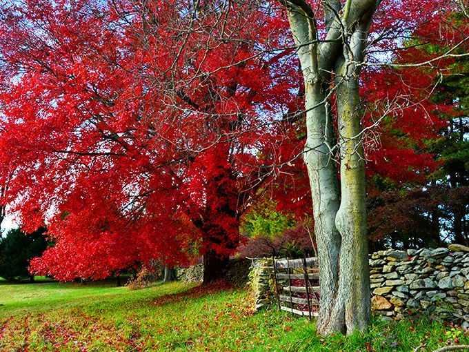 Fall's fiery explosion of maple leaves creates nature's stained glass window alongside centuries-old stone walls—Mother Nature showing off her decorating skills.