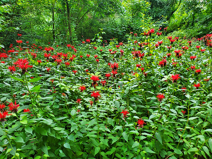 Nature's own fireworks display – these cardinal flowers put on a show that makes Fourth of July pyrotechnics look like amateur hour.