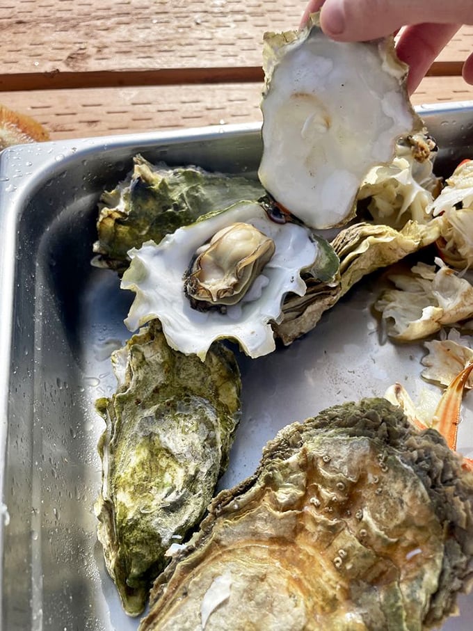 These aren't your fancy restaurant oysters with pedigrees longer than European royalty—they're honest-to-goodness treasures plucked straight from Nehalem Bay.