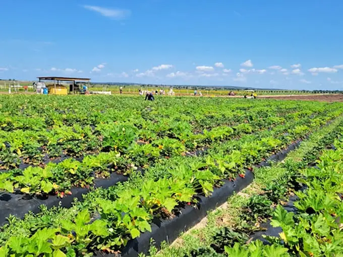 Rows of perfectly tended strawberry plants await eager pickers—proof that the best shopping carts have no wheels at all.
