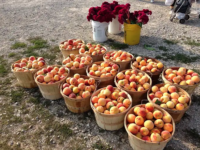 Nature's candy display! These fruits weren't engineered in a lab to survive nuclear winter—they were grown to actually taste like something.