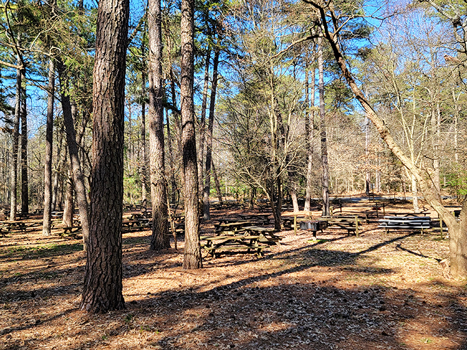 Picnic tables waiting patiently among towering pines – the original outdoor dining experience, no reservation required.