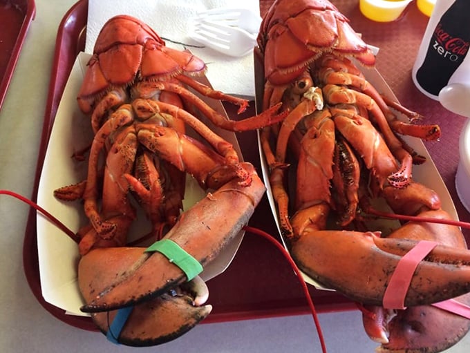 Two lobsters, rubber bands still intact, waiting for their butter bath. Like the seafood equivalent of a spa day, except you're the one who feels rejuvenated.
