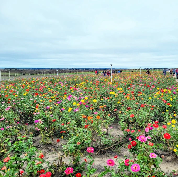 A kaleidoscope of zinnias and wildflowers dancing in the breeze—Mother Nature showing off her color coordination skills.