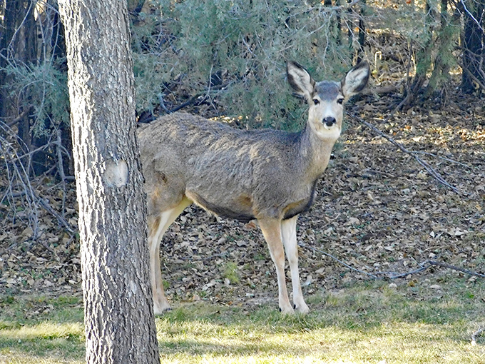 The wildlife in Chadron doesn't just live here—they're the welcoming committee, appearing when you least expect but most appreciate them.